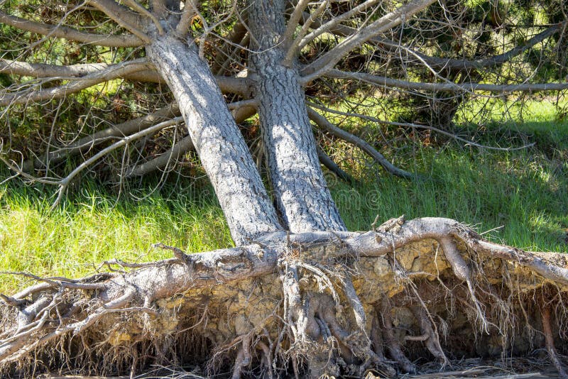 Uprooted Tree stock image. Image of outdoor, peak, tourism - 325250727