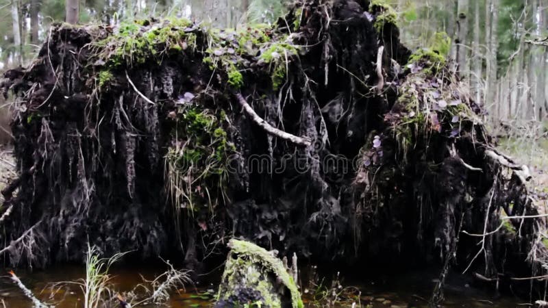 Uprooted Tree. Windblow in Primordial Boreal Coniferous Forest Stock ...
