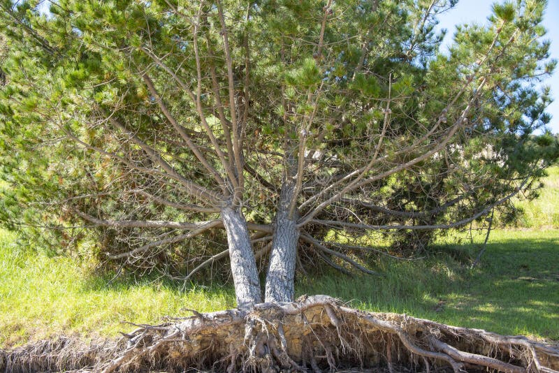 Uprooted Tree stock photo. Image of mount, windy, soil - 325250724