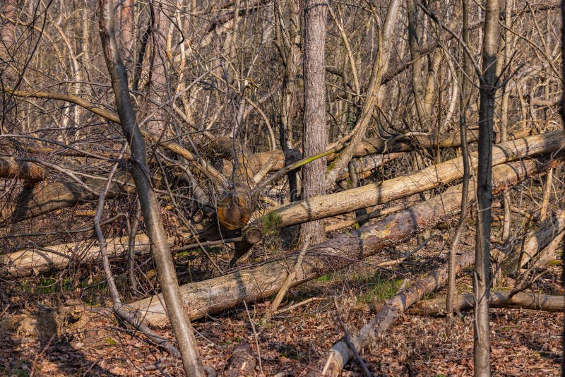 Uprooted Trees in Devastated Forest during Climate Crisis Stock Image ...