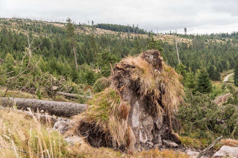 Uprooted Trees - Environmental Damage Stock Image - Image of topple ...