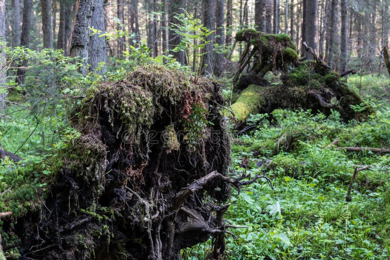 Uprooted trees. stock photo. Image of panorama, enormous - 54986510