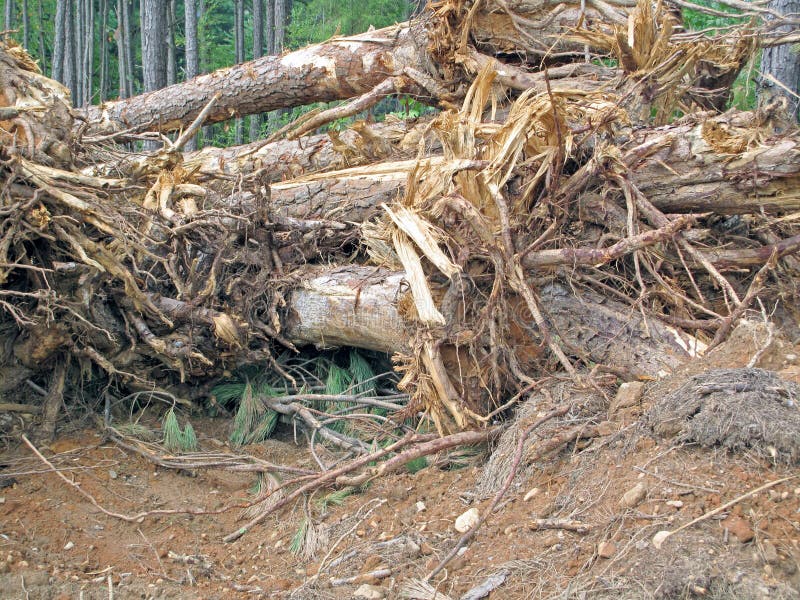 Uprooted trees stock image. Image of outdoors, coniferous - 17952403