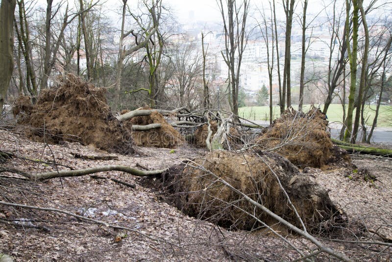 Uprooted trees after storm stock photo. Image of trees - 37812472