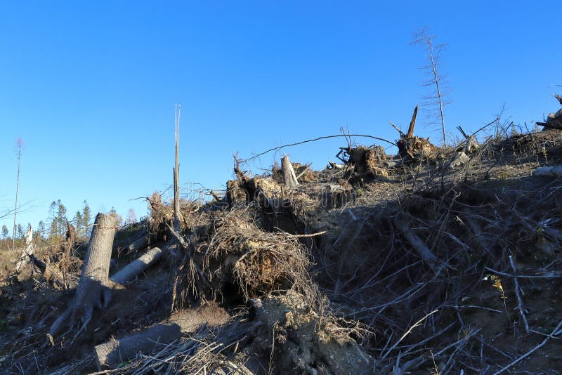 Uprooted Trees after a Strong Wind. Broken and Fallen Trees Stock Photo ...