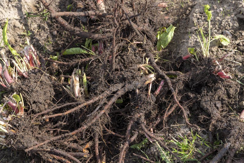 Uprooted Weeds in the Field, Close Up Stock Image - Image of weeding ...