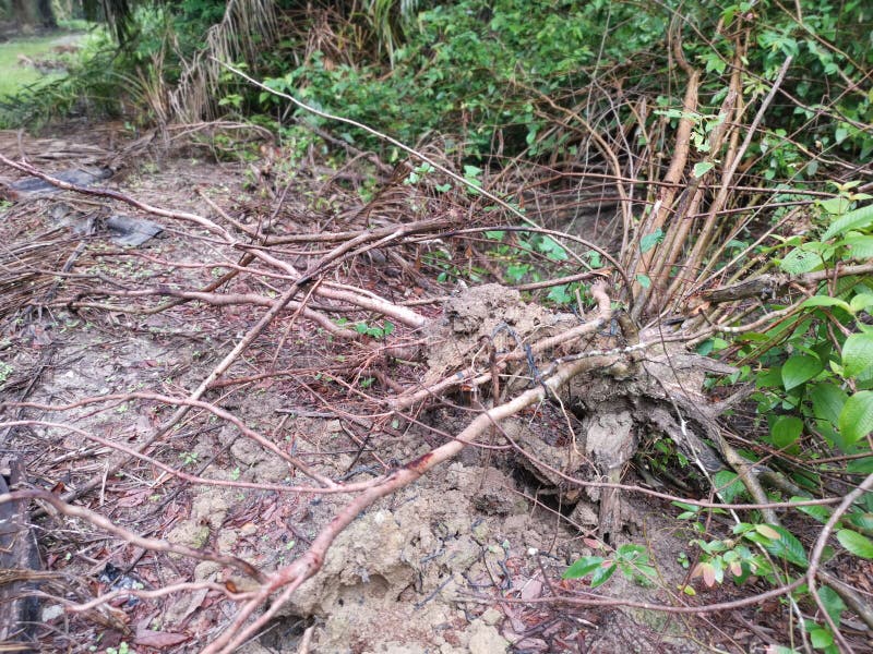 Uprooted Young Wild Ficus Microcarpa Tree after the Rain. Stock Photo ...