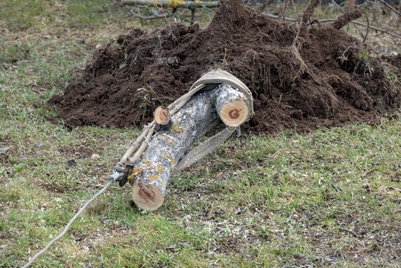 Uprooting an Apple Tree with a Rope Using a Machine Stock Photo - Image ...