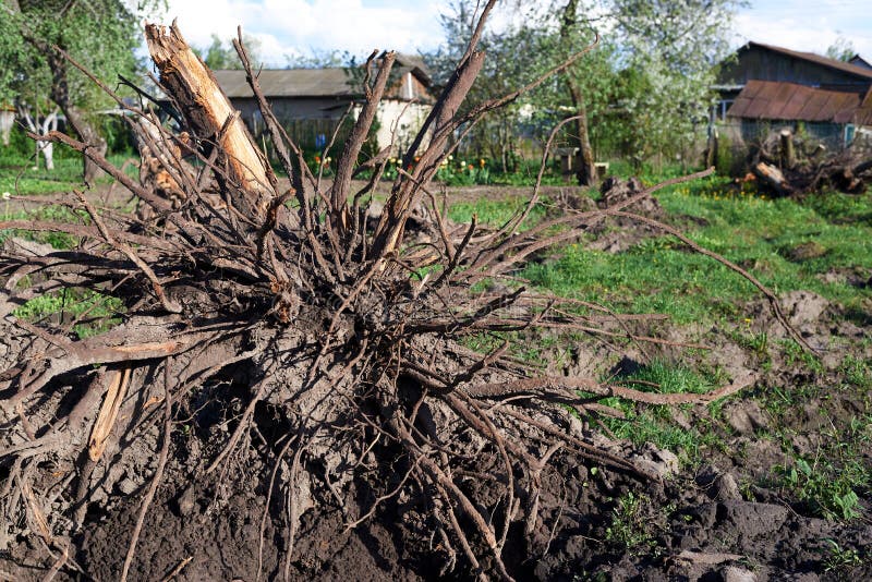 Uprooting Trees for Agricultural Land Use, Tree Removal Stock Image ...