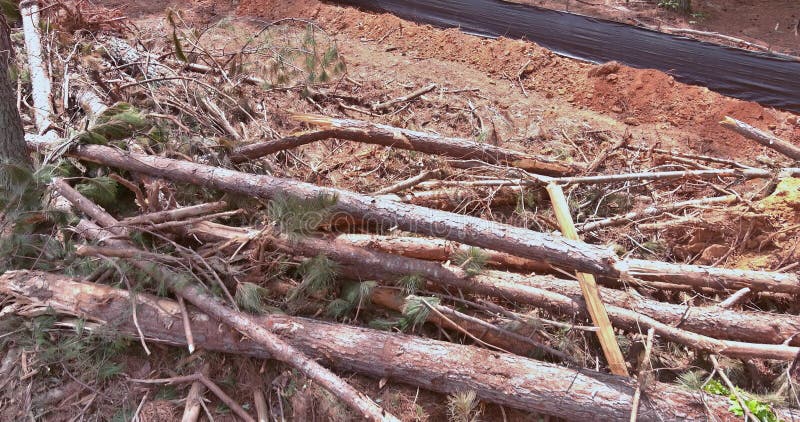 Uprooting Trees in Destroyed Pine Forests As Part of Preparation for ...
