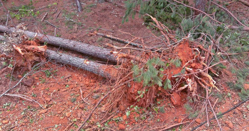 Uprooting Trees in a Pine Forest As Part of the Preparation of Land for ...