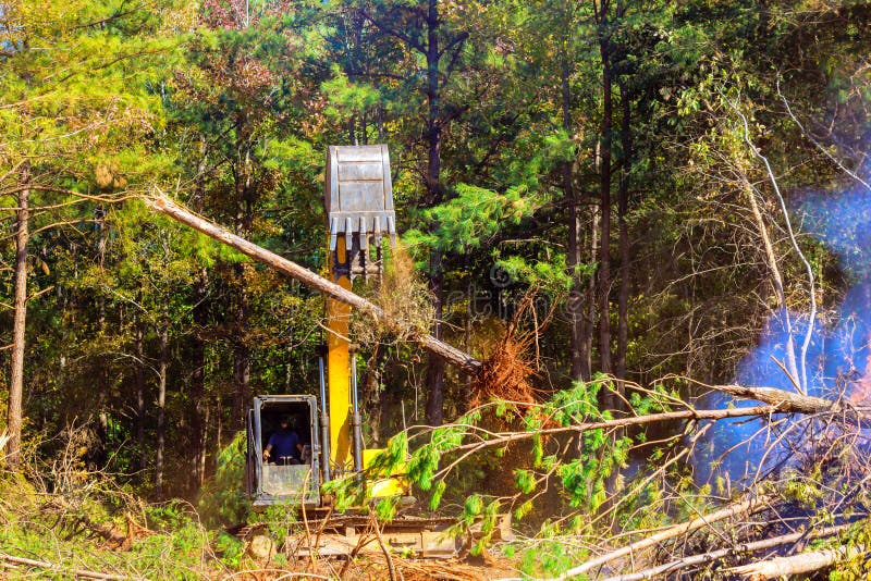 Uprooting of Trees during Preparation Land for Construction a House ...