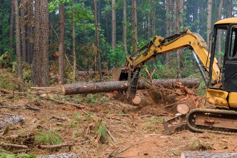 It is an Uprooting of Trees Using a Tractor Manipulator, Then Lifting ...