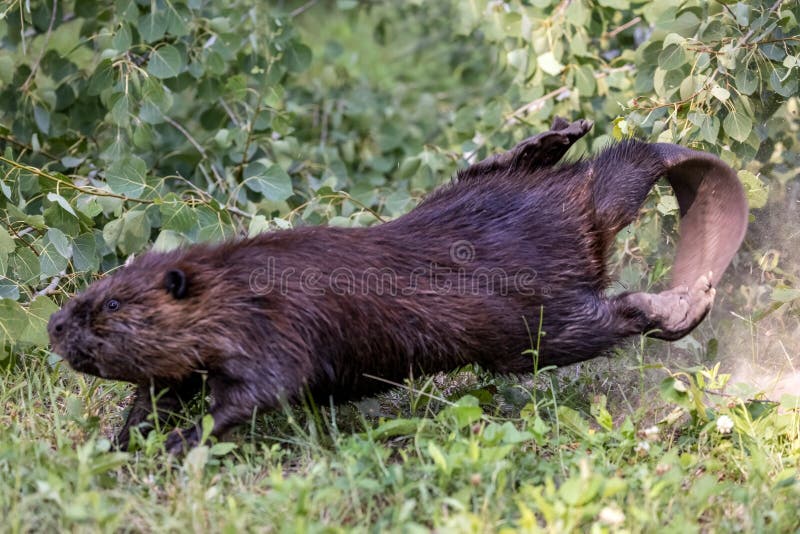 Beaver stomping it`s tail stock photo. Image of green - 239524590