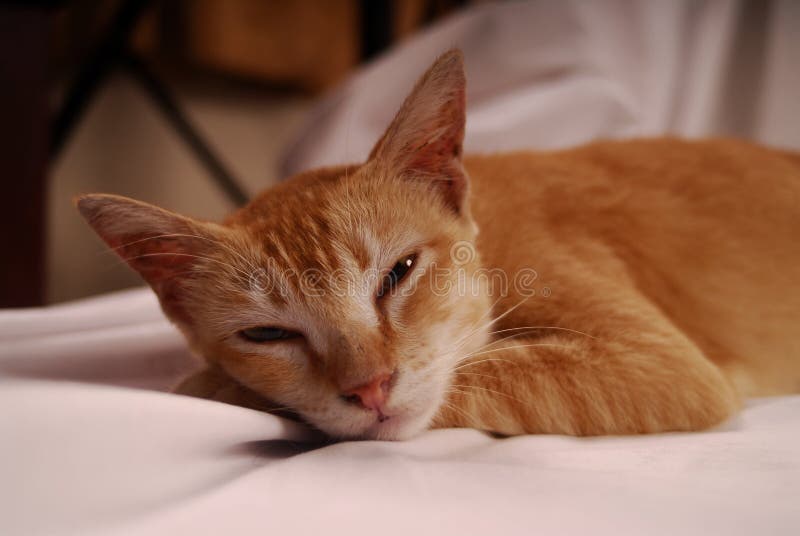 Upset cat on a white bed stock photo. Image of carnivore - 220327290