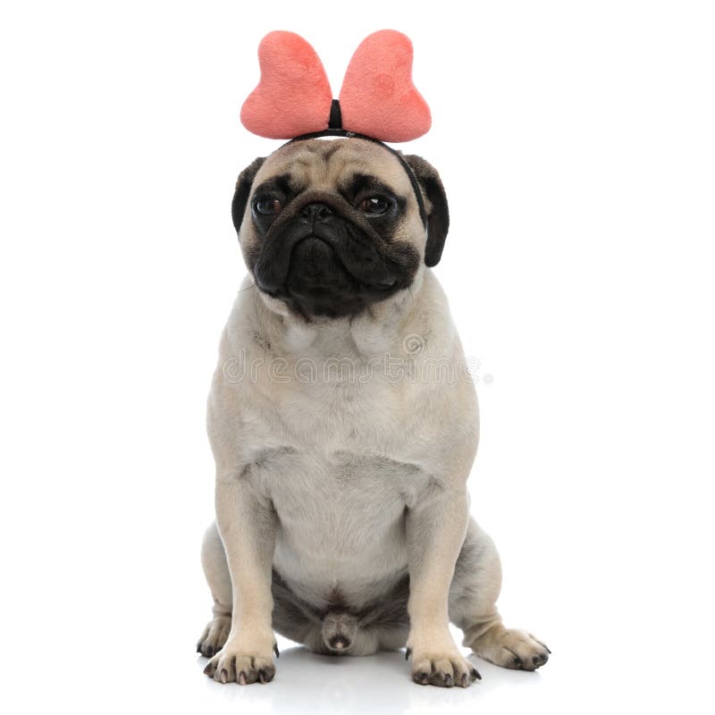 134 Confused Pug Stock Photos - Free & Royalty-Free Stock Photos from ...