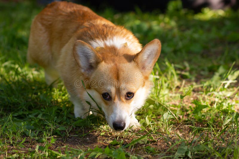 Upset sad tired corgi stock image. Image of pain, loneliness - 162063857