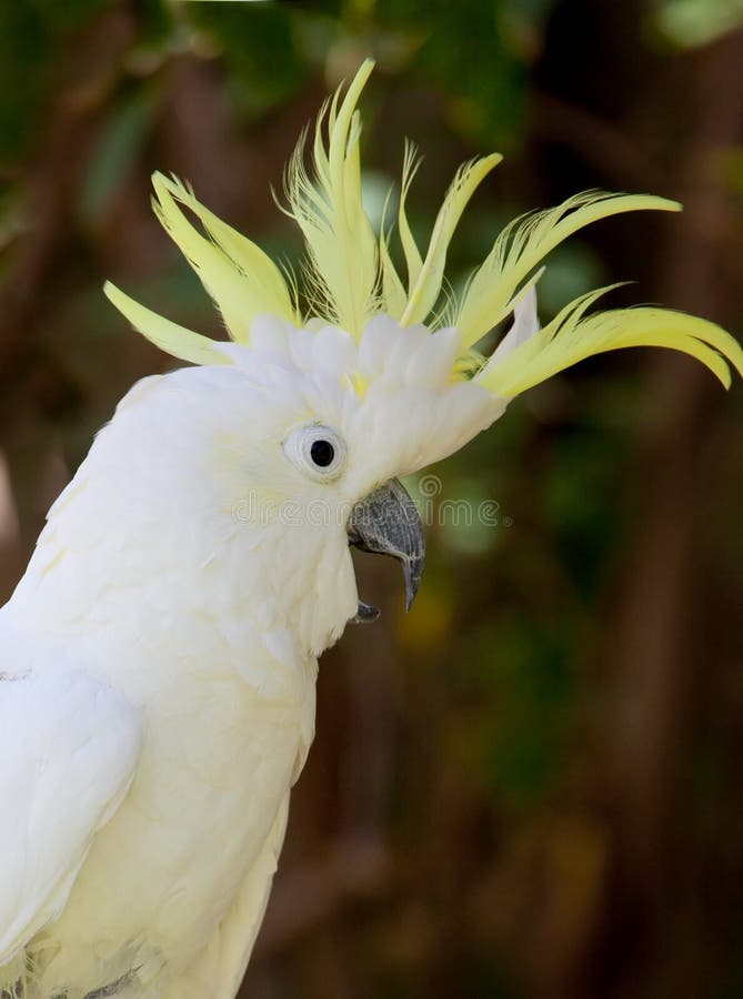 Man with pet cockatoo stock photo. Image of male, nature - 2365808
