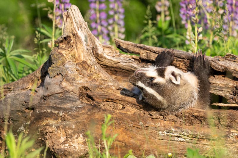 Upside Down Badger Inside a Log Stock Photo - Image of playful, hunter ...
