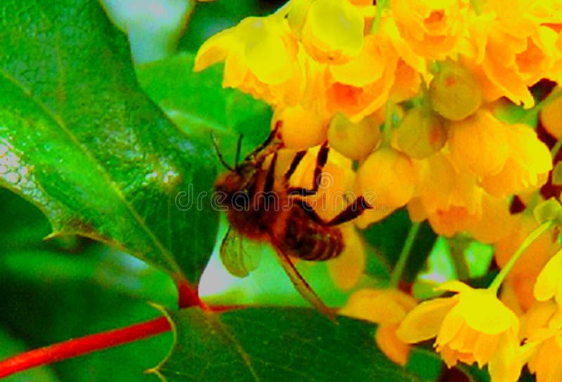 Upside down Bee stock image. Image of wildlife, insects - 187047581