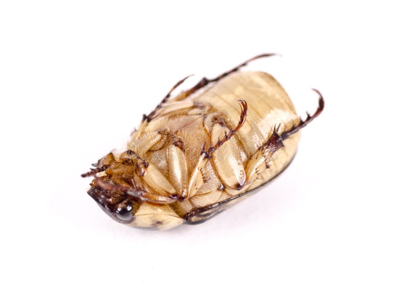 328 Upside Down Beetle Insect Stock Photos - Free & Royalty-Free Stock ...