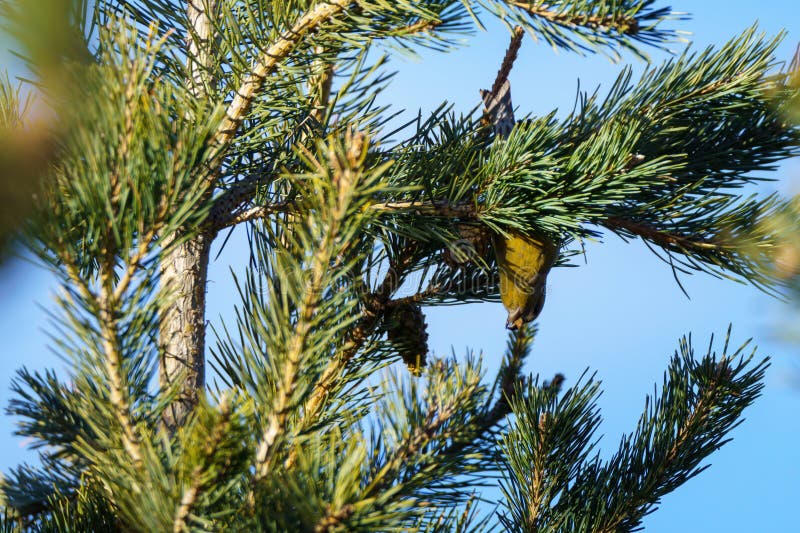 Upside Down Bird Eating from the Branches Stock Image - Image of mouth ...