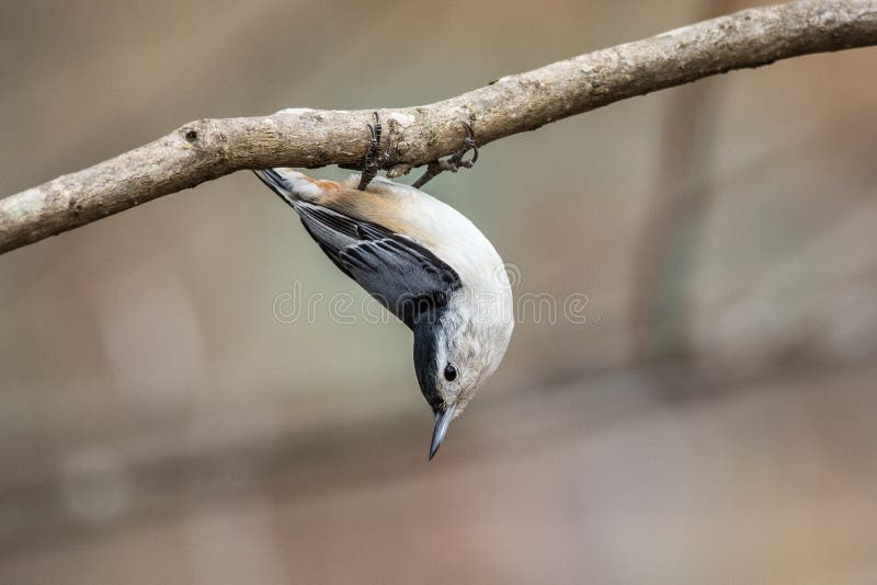 Perched Upside Down stock photo. Image of perch, ocean - 30498720