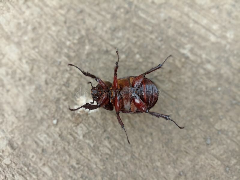 Upside down black beetle stock image. Image of insect - 270449083