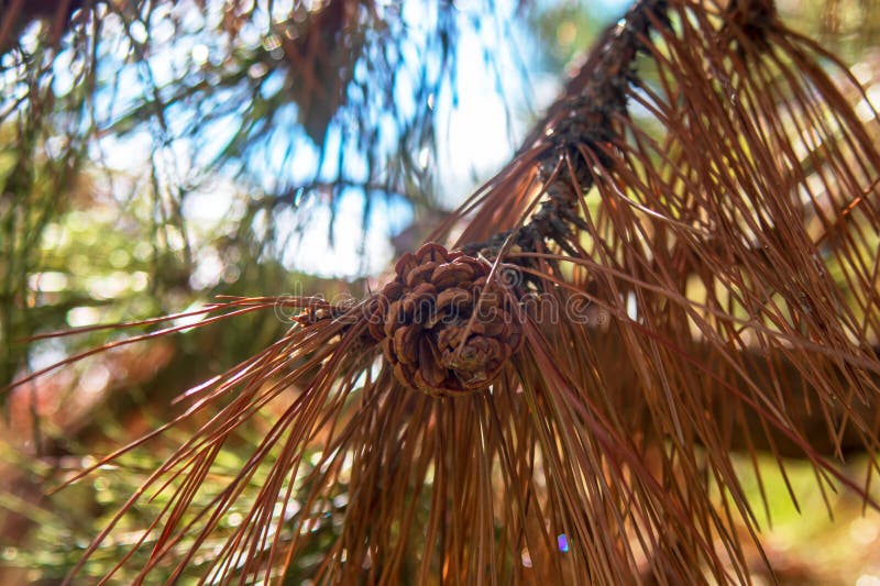 Upside Down Bunch of Dried Pine Leaves and Tree Branches Against Blue ...