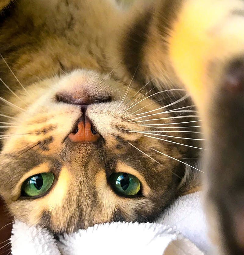 Cat Reaching Down Stock Photos - Free & Royalty-Free Stock Photos from ...