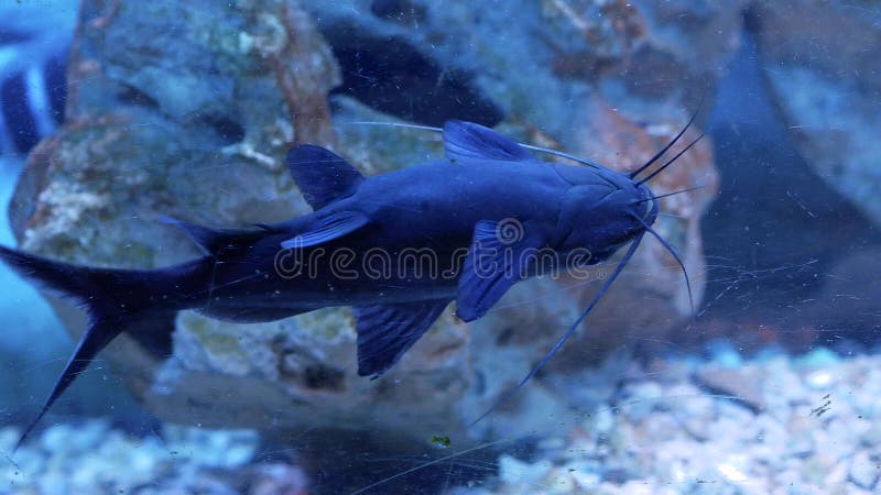 Upside-down Catfish are Swimming in Zoo Aquarium. Fish from Another ...