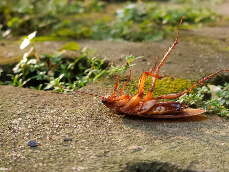 Upside Down Cockroach on Concrete Surface in Natural Light Stock Photo ...