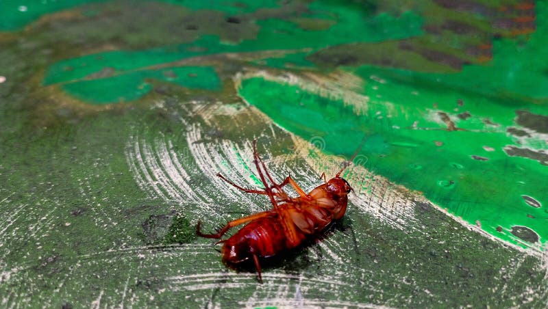 Upside Down Cockroaches on the Floor Stock Photo - Image of floor ...