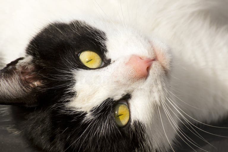 399 Upside Down Cute Cat Face Stock Photos - Free & Royalty-Free Stock ...