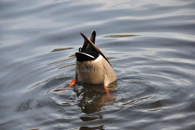 2,578 Duck Webbed Feet Stock Photos - Free & Royalty-Free Stock Photos ...