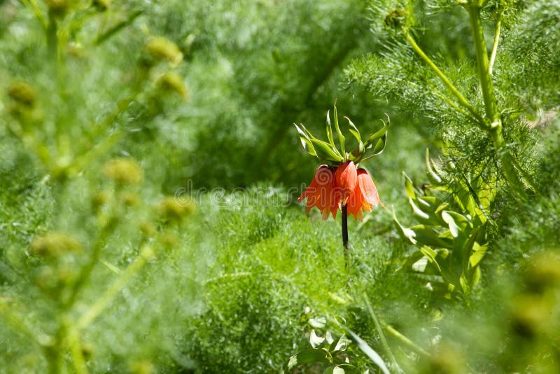 Upside Down Flower stock image. Image of isolated, spring - 34031157