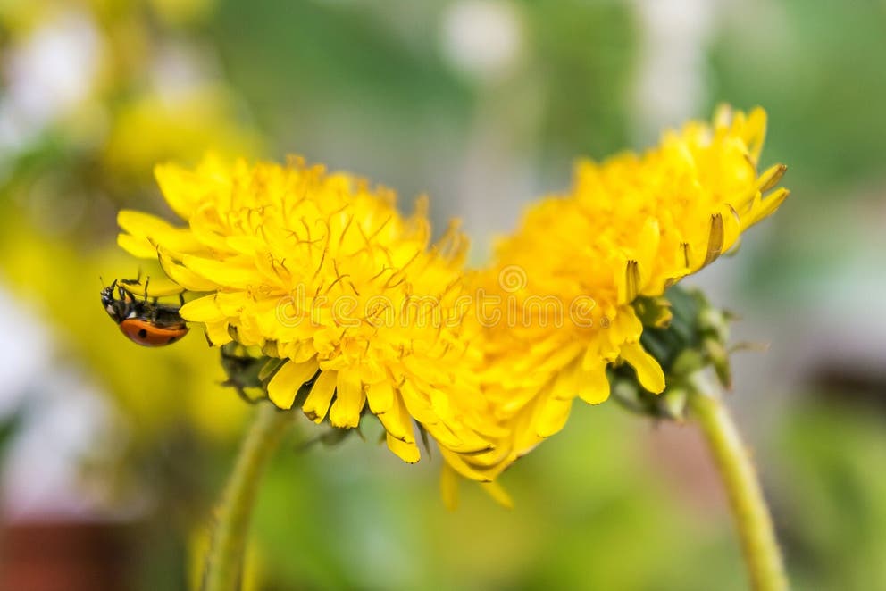 Upside down in the garden stock image. Image of morning - 181414795