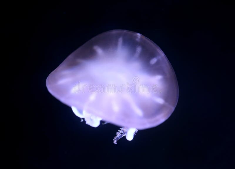 Upside Down Jellyfish on Black Background Stock Image - Image of ...