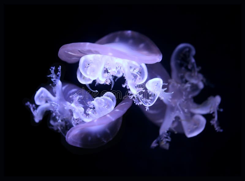 Upside Down Jellyfish on Black Background Stock Image - Image of ...