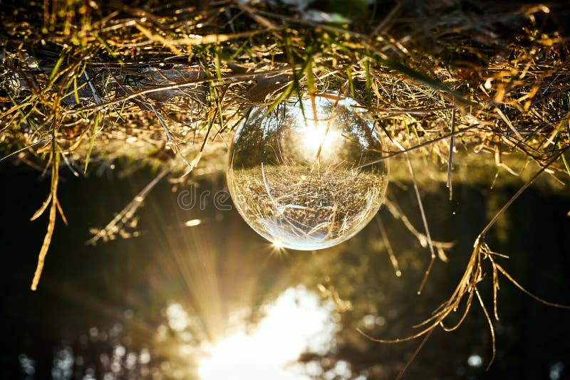Upside Down Landscape of Beautiful Sunny Forest Stock Photo - Image of ...