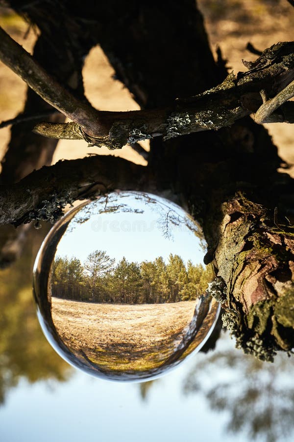 Upside Down Landscape of Beautiful Sunny Forest Stock Image - Image of ...