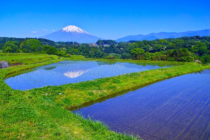 Rice fields and Mt. Fuji stock image. Image of planting - 316601799