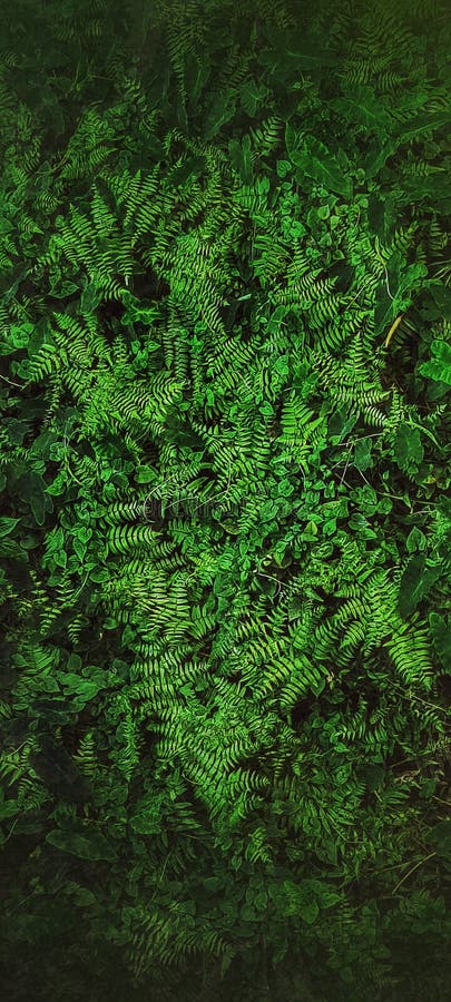 Upside Down Nature with Many Kinds of Plant Stock Photo - Image of ...