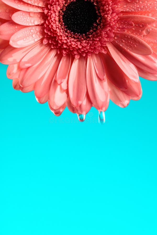 Upside Down Picture of Pink Gerbera Daisy Flower with Water Dropping ...