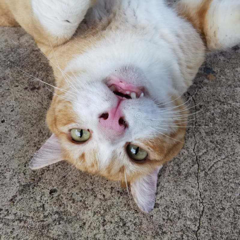 An Upside Down Portrait of a Fat Ginger Cat Lying on an Old Concrete ...