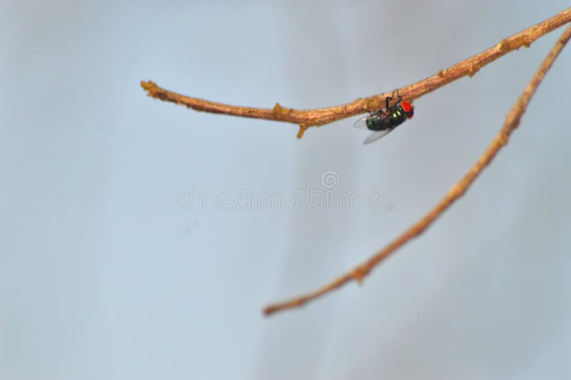 Upside Down Poses on the Branch Stock Image - Image of flower, housefly ...