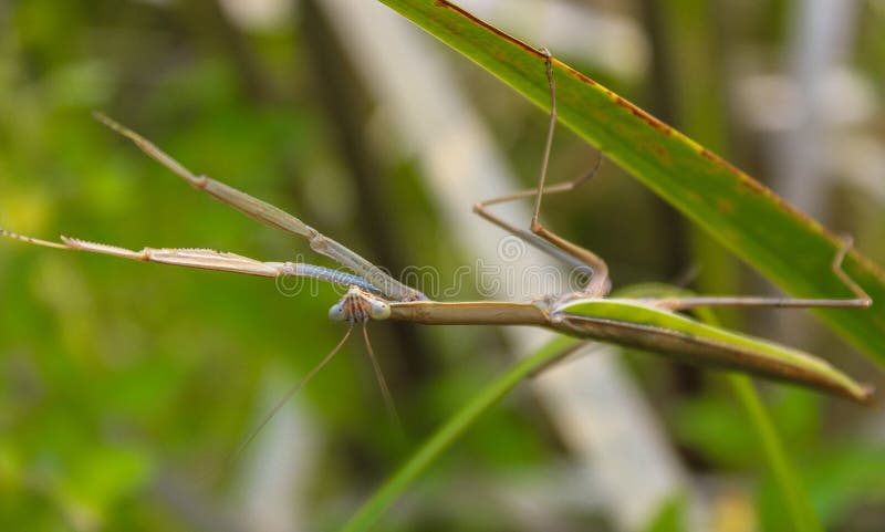 Upside down praying mantis stock photo. Image of animal - 344782918