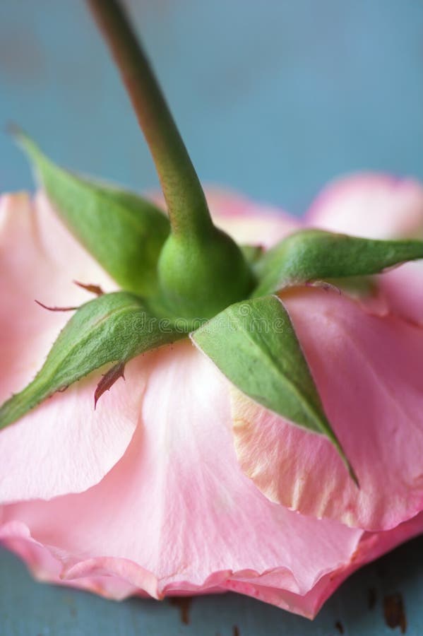 Upside Down Rose stock photo. Image of blooming, pretty - 2318124