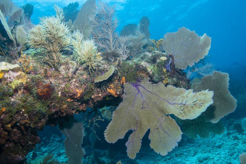 Upside Down Sea Fan stock image. Image of ocean, florida - 96434023