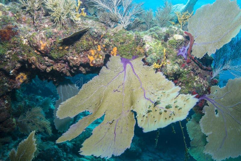 Upside Down Sea Fan stock image. Image of ocean, largo - 96434057